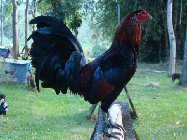 Leiper Hatch Gamefowl