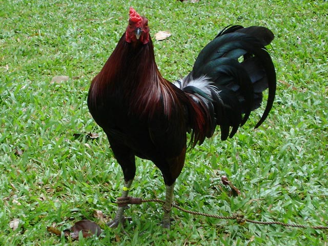 Leiper Hatch Gamefowl